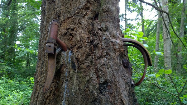 Bicycle Tree of Vashon Island – Celebrate Big!